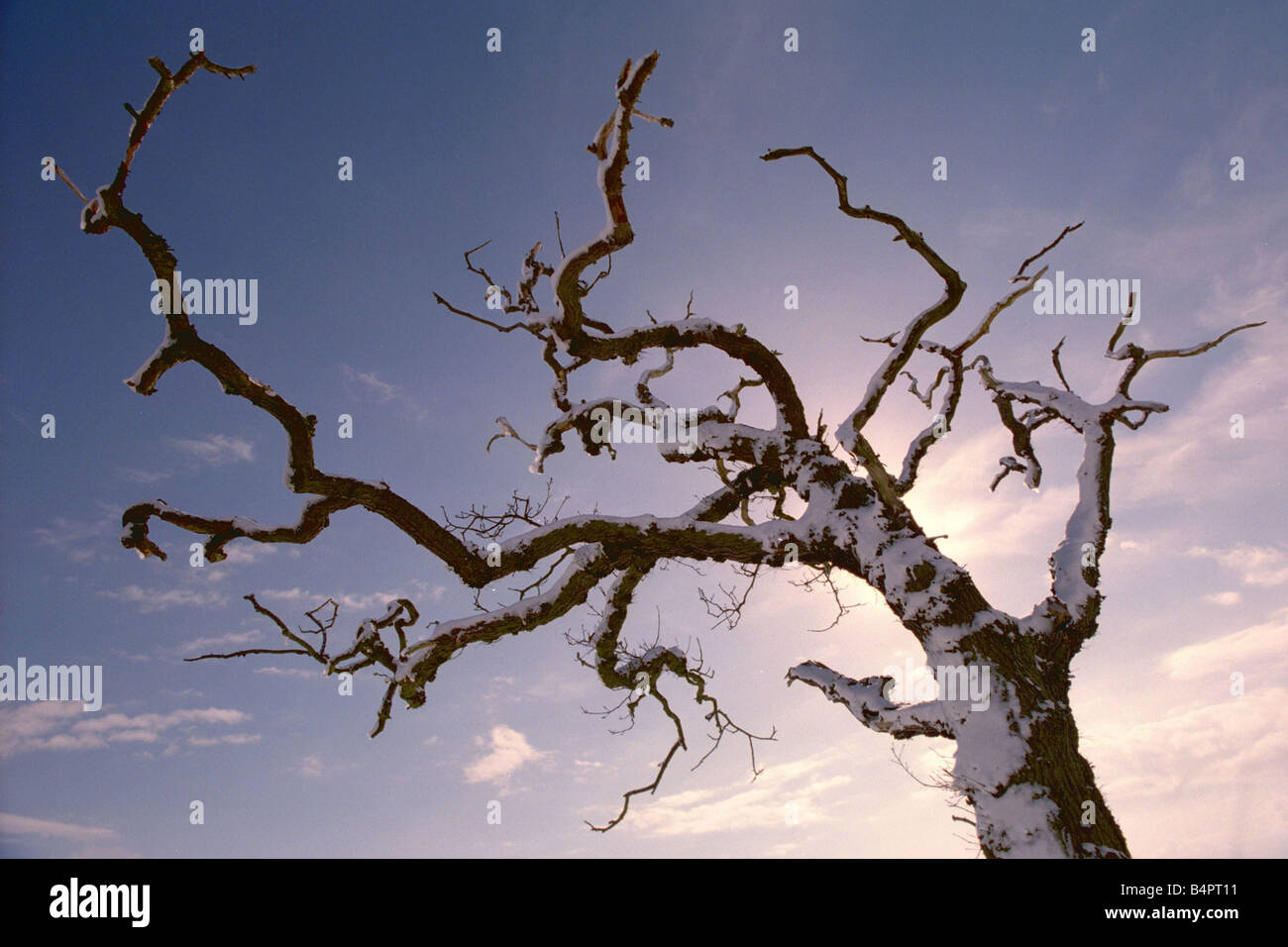 A winter scene shows a tree covered in snow at Sunnisdie Gateshead ...