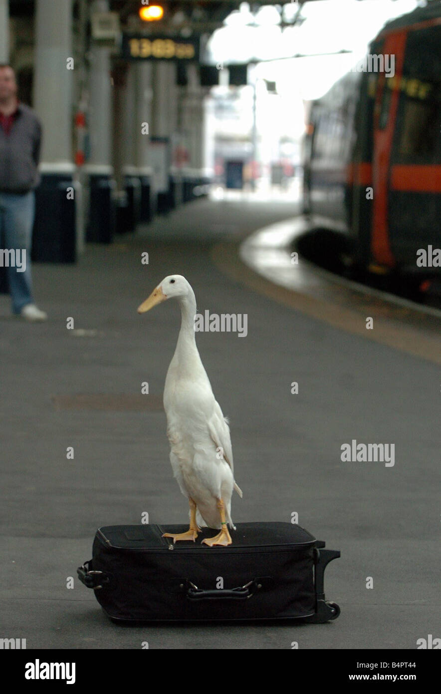 The star of Ducktastic Daphne the duck arrives at Newcastle train ...