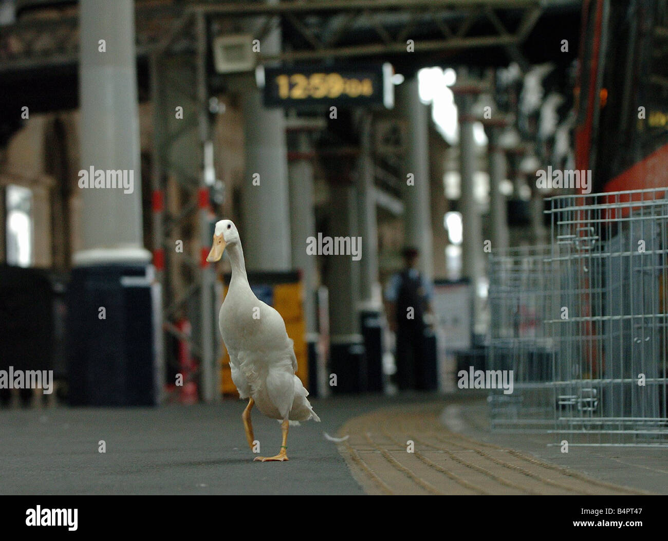 The star of Ducktastic Daphne the duck arrives at Newcastle train station Bird circa 2006 Stock ...