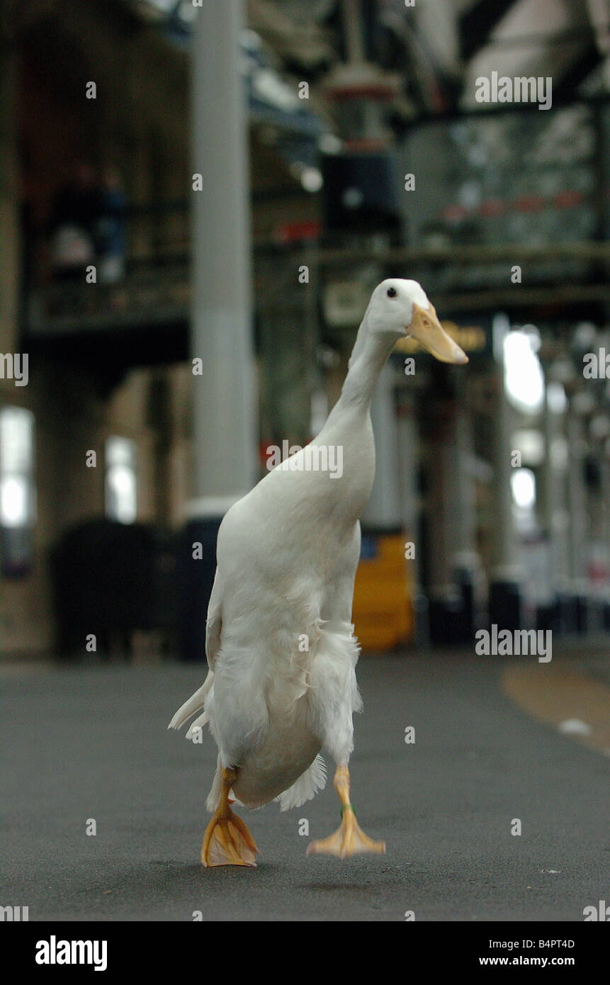 The star of Ducktastic Daphne the duck arrives at Newcastle train station Bird circa 2006 Stock ...
