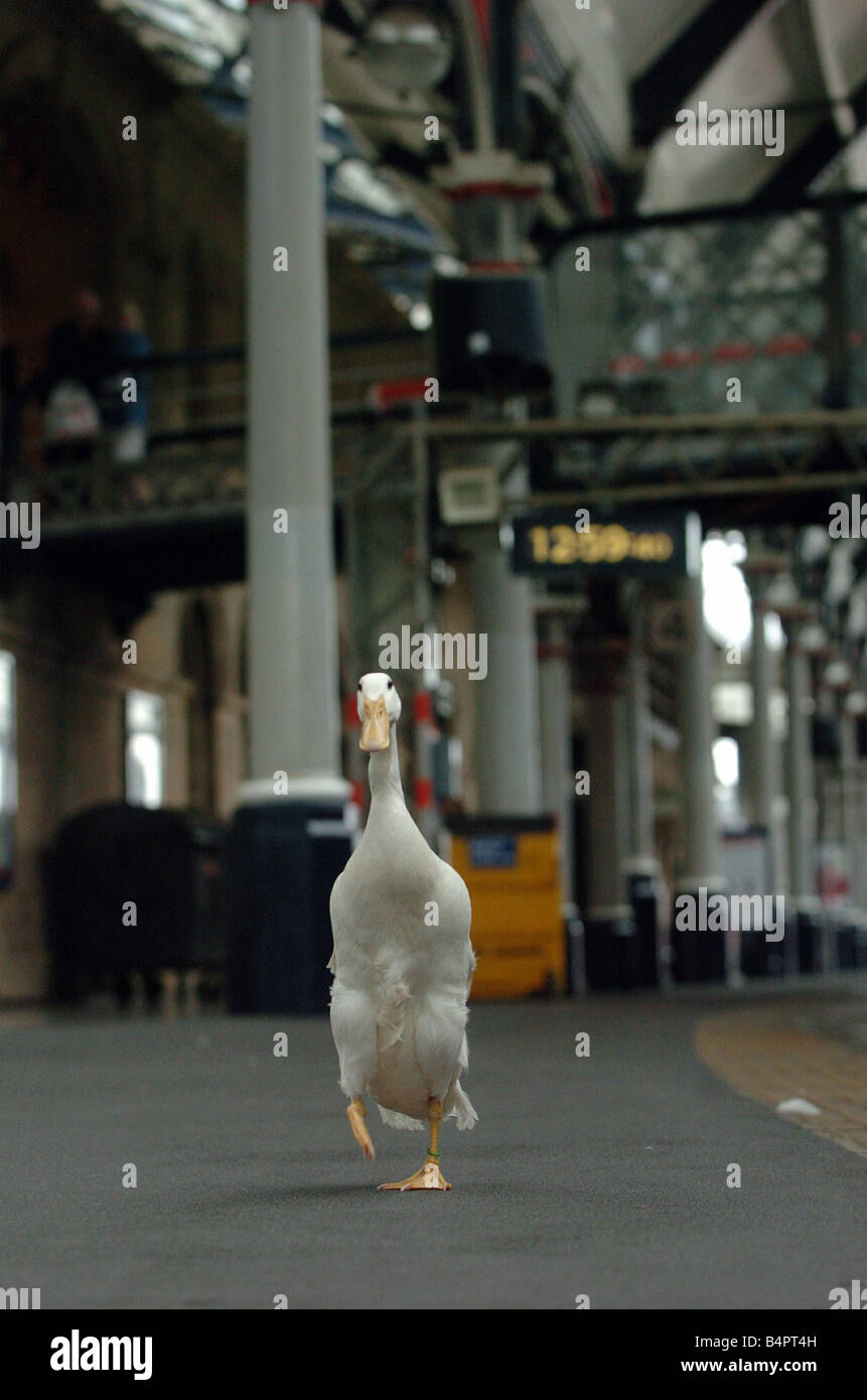 The star of Ducktastic Daphne the duck arrives at Newcastle train station Bird circa 2006 Stock ...