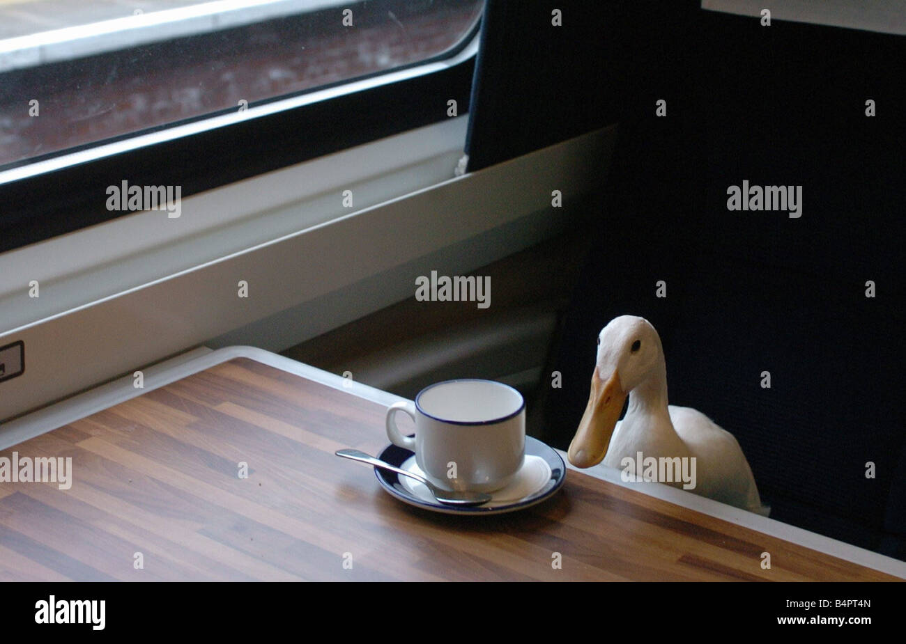 The star of Ducktastic Daphne the duck arrives at Newcastle train ...