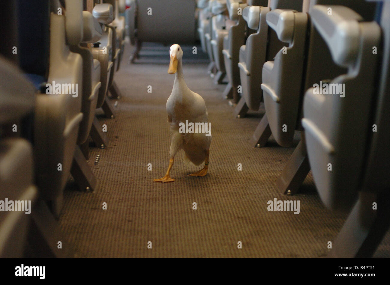 The star of Ducktastic Daphne the duck arrives at Newcastle train station circa 2006 Stock Photo ...