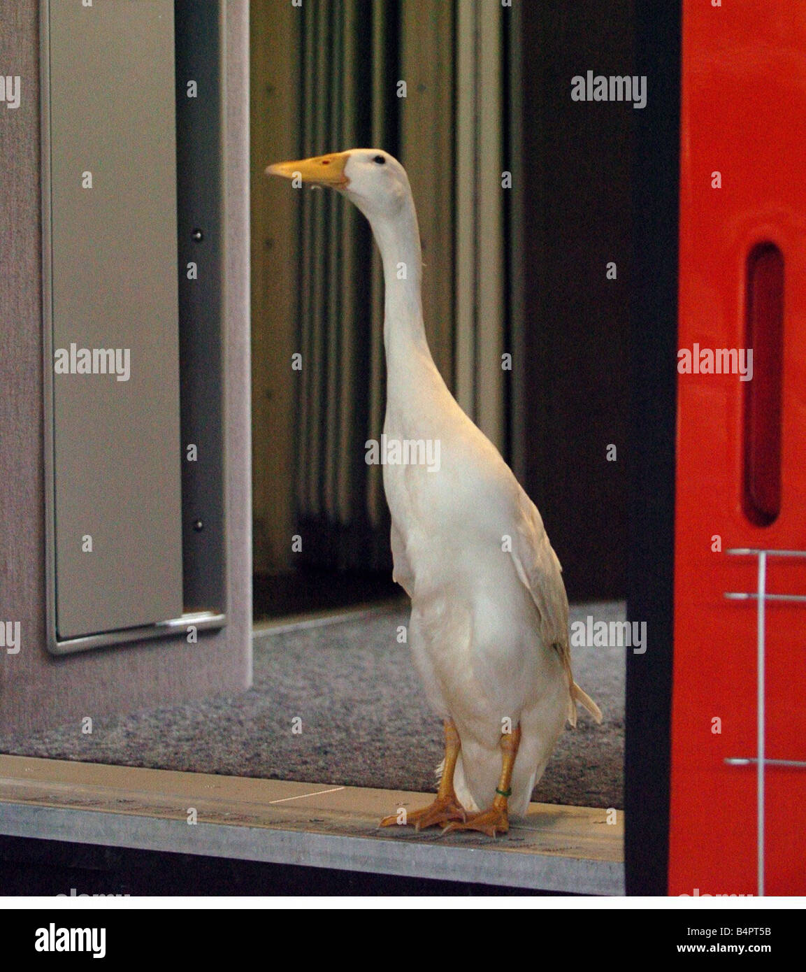 The star of Ducktastic Daphne the duck arrives at Newcastle train ...