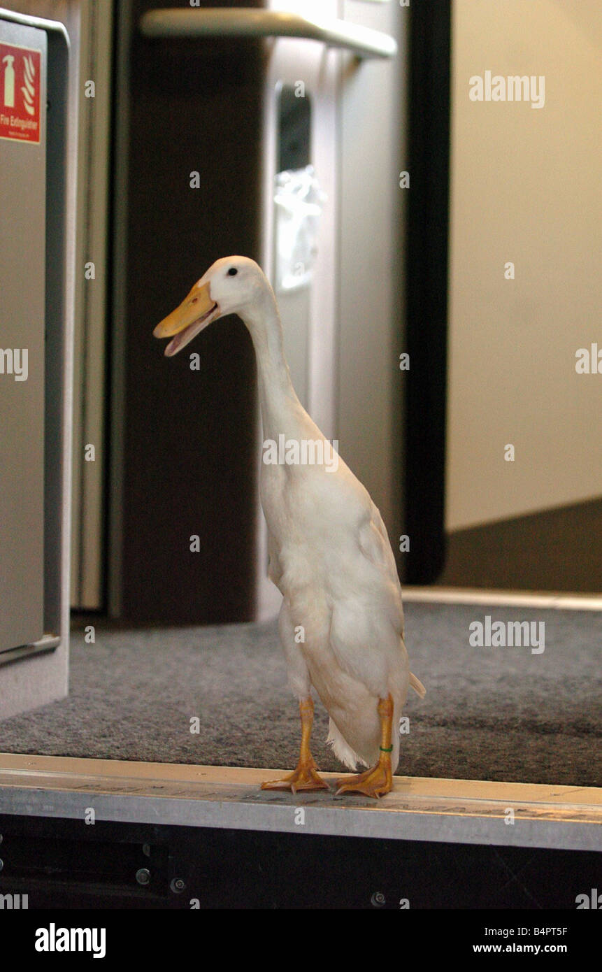 The star of Ducktastic Daphne the duck arrives at Newcastle train station circa 2006 Stock Photo ...