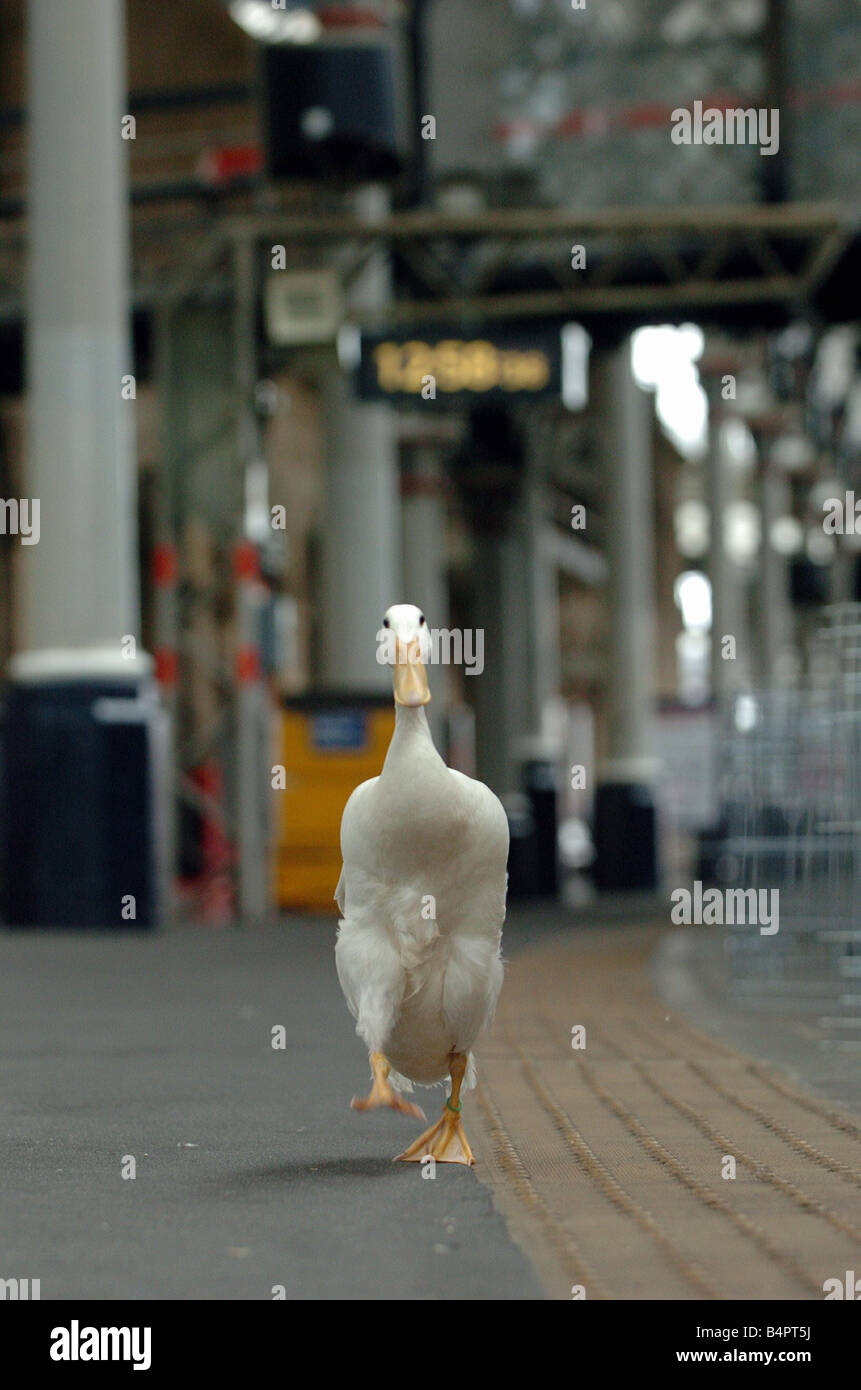 The star of Ducktastic Daphne the duck arrives at Newcastle train station circa 2006 Stock Photo ...