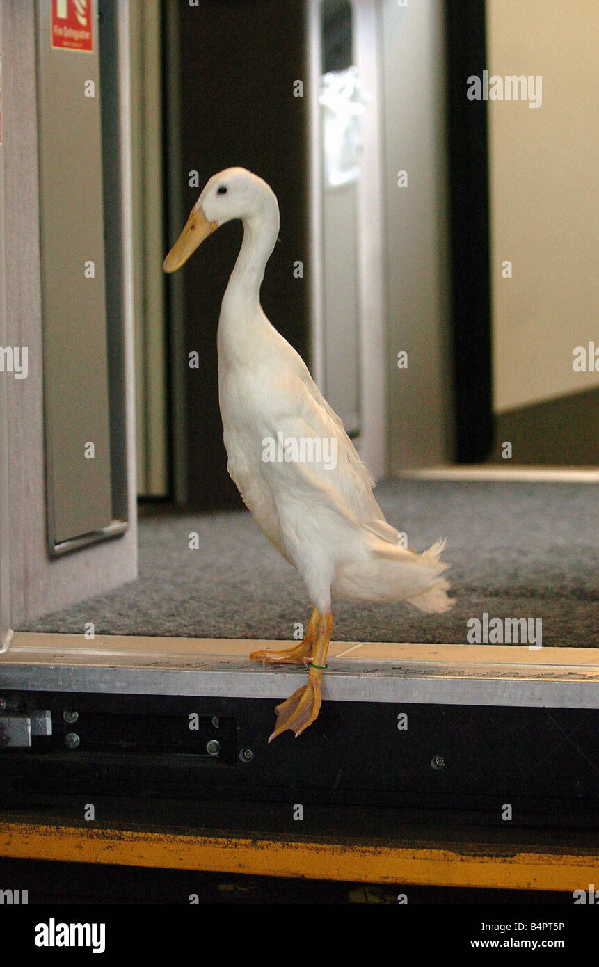 The star of Ducktastic Daphne the duck arrives at Newcastle train station circa 2006 Stock Photo ...