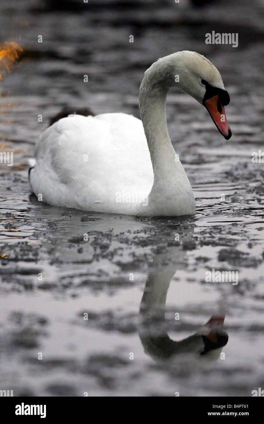 Washington wild birds hi-res stock photography and images - Alamy