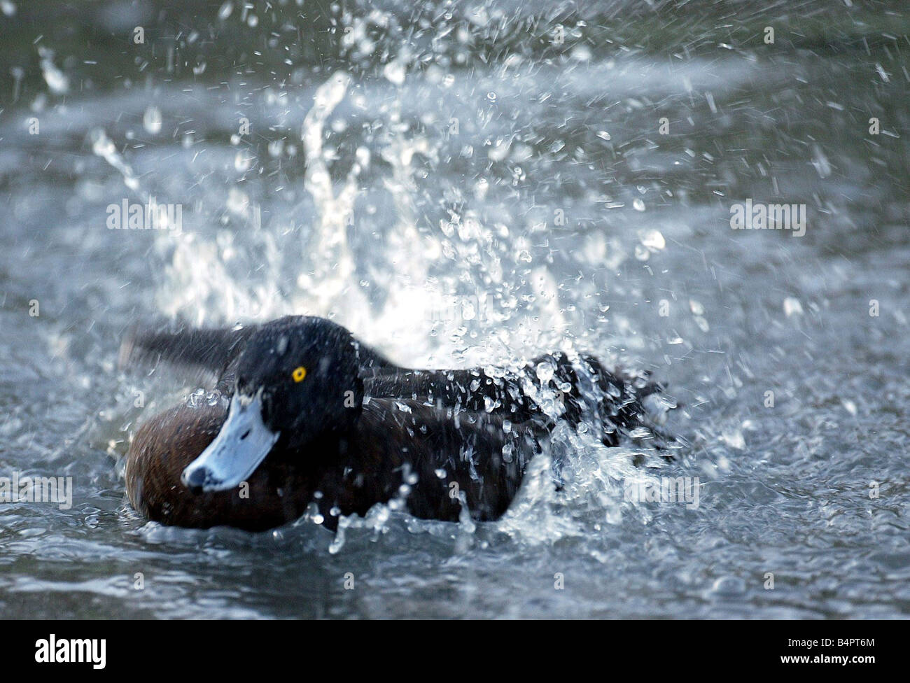 A tufted duck at Washington Wildfowl Trust circa 2006 Stock Photo - Alamy