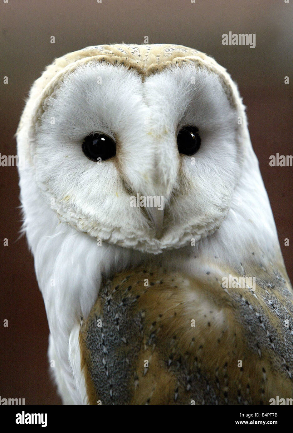 Bramble the barn owl circa 2006 Stock Photo - Alamy