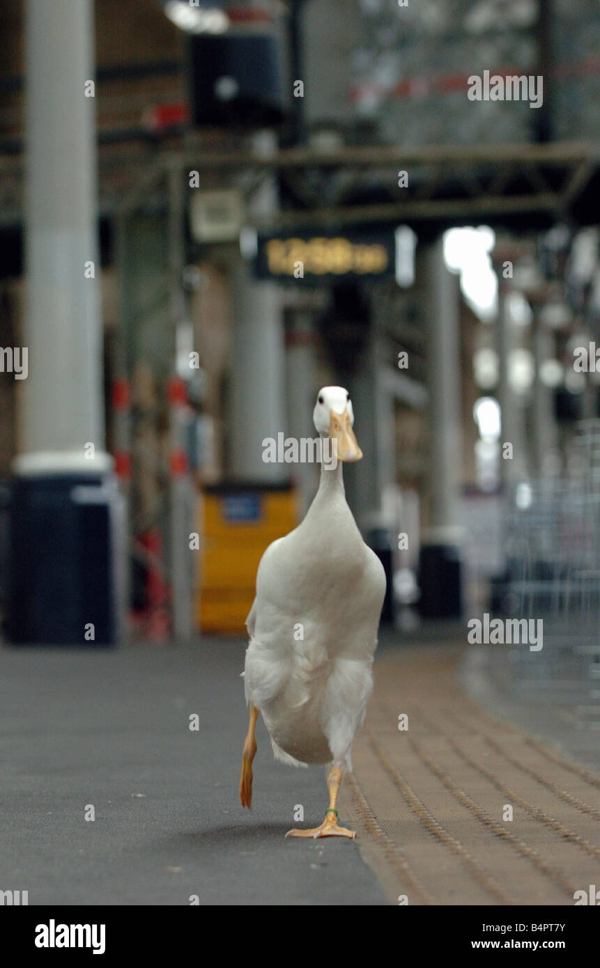 The star of Ducktastic Daphne the duck arrives at Newcastle train ...