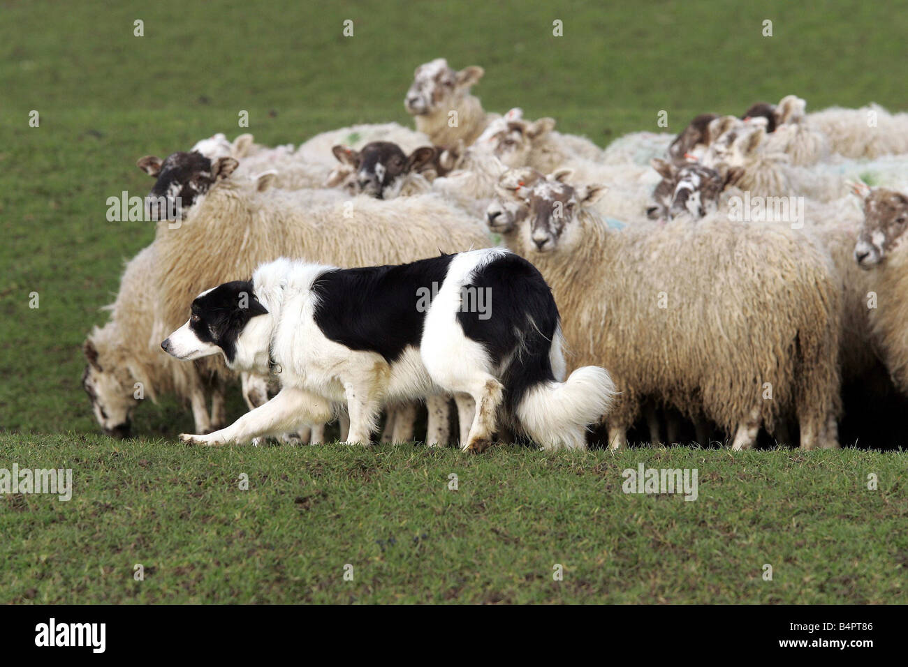 Sheep dogs hi-res stock photography and images - Alamy