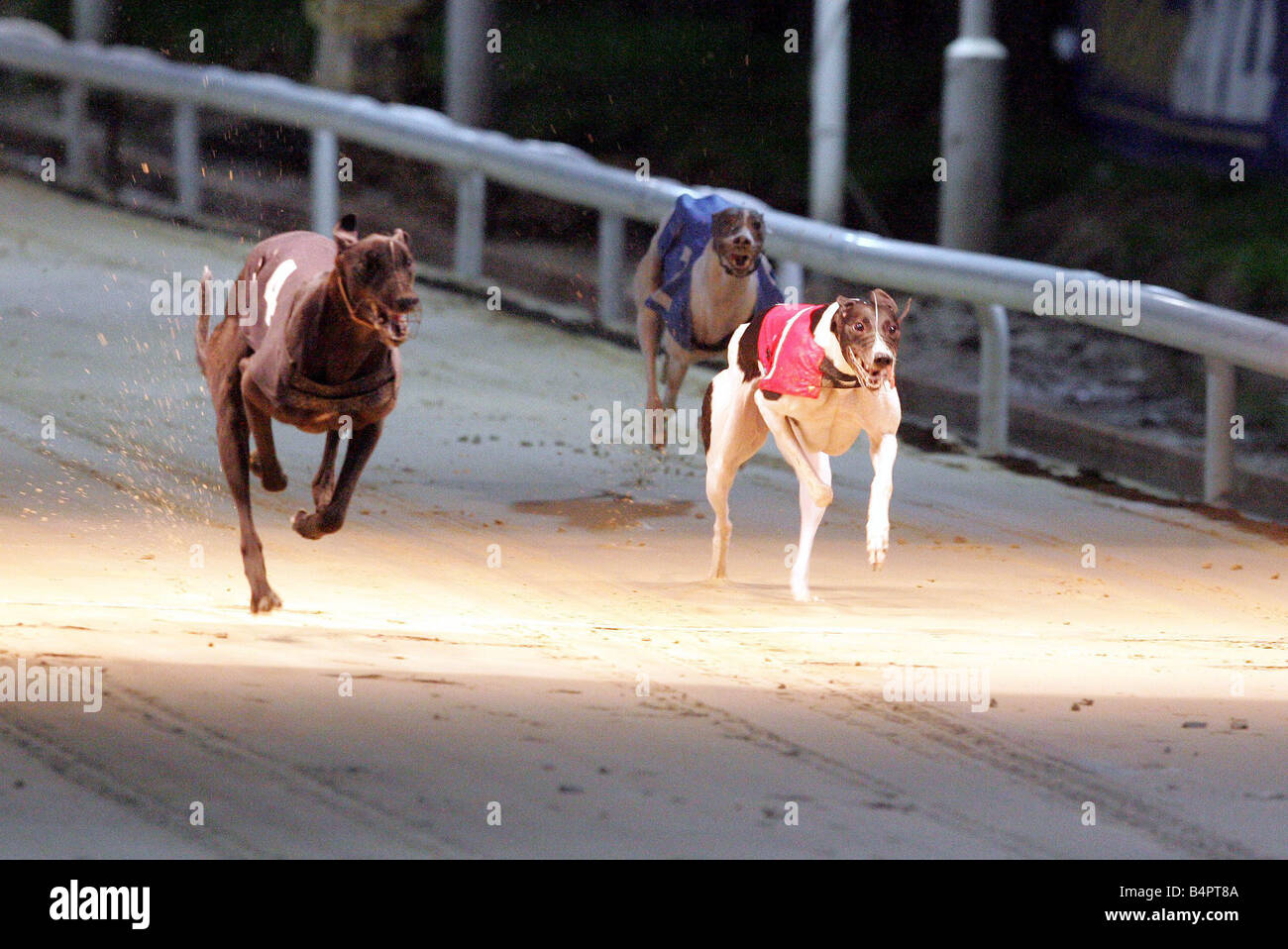 Dog Greyhound Racing circa 2005 Stock Photo - Alamy
