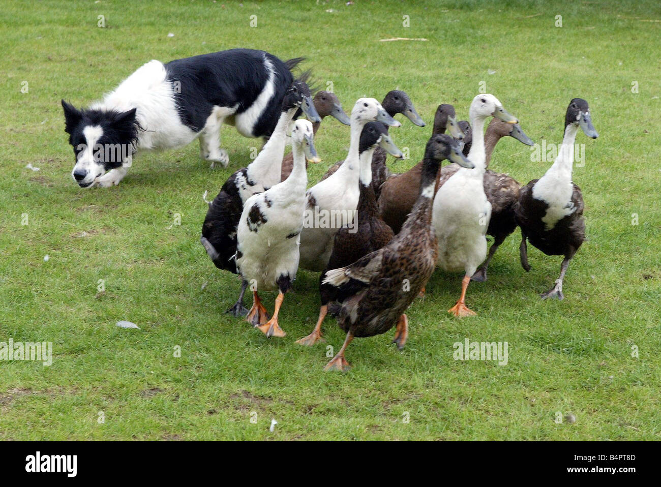A sheep dog rounds up a flock of ducks circa 2005 Stock Photo - Alamy