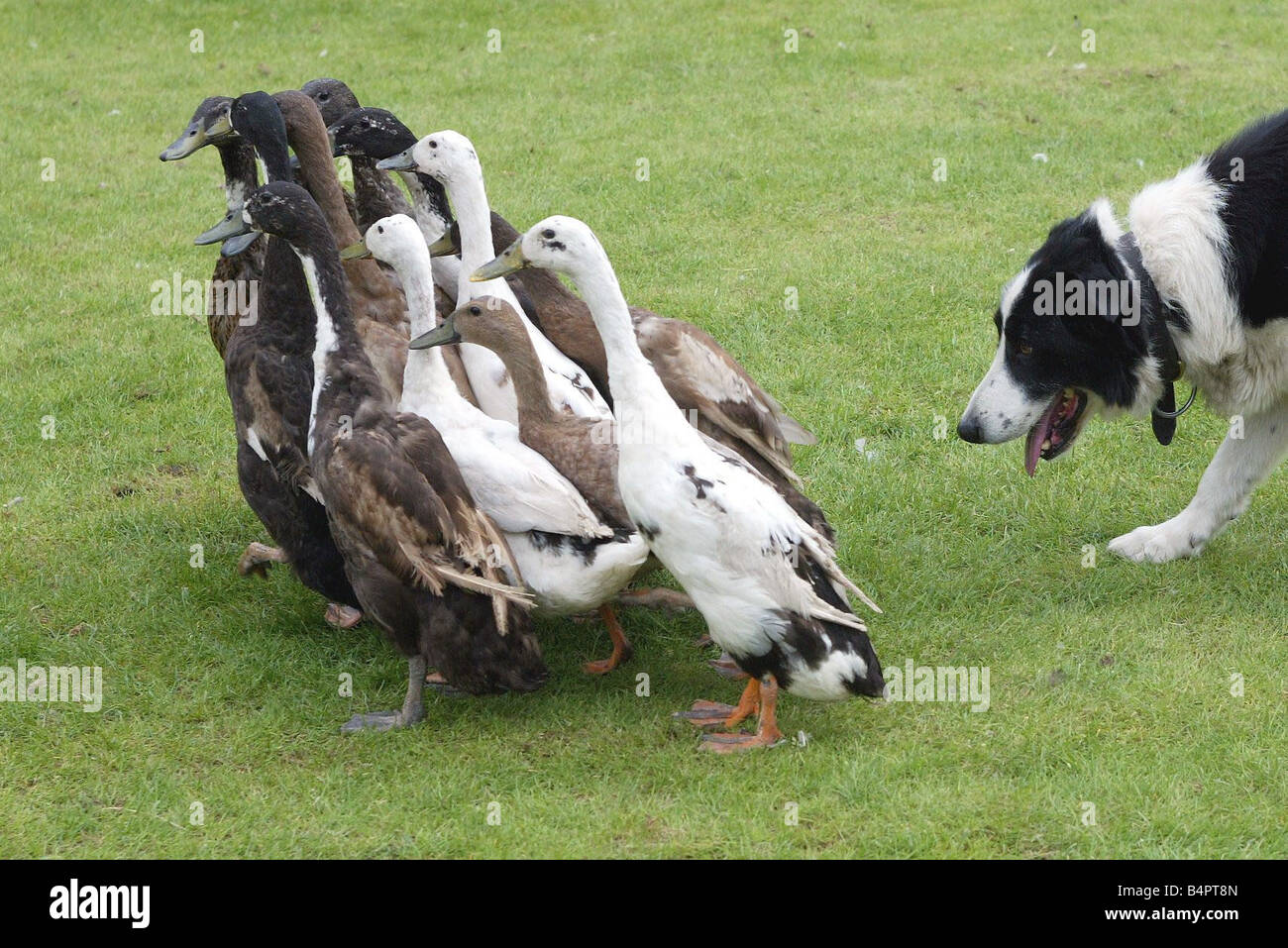 Ducklings Following Dog