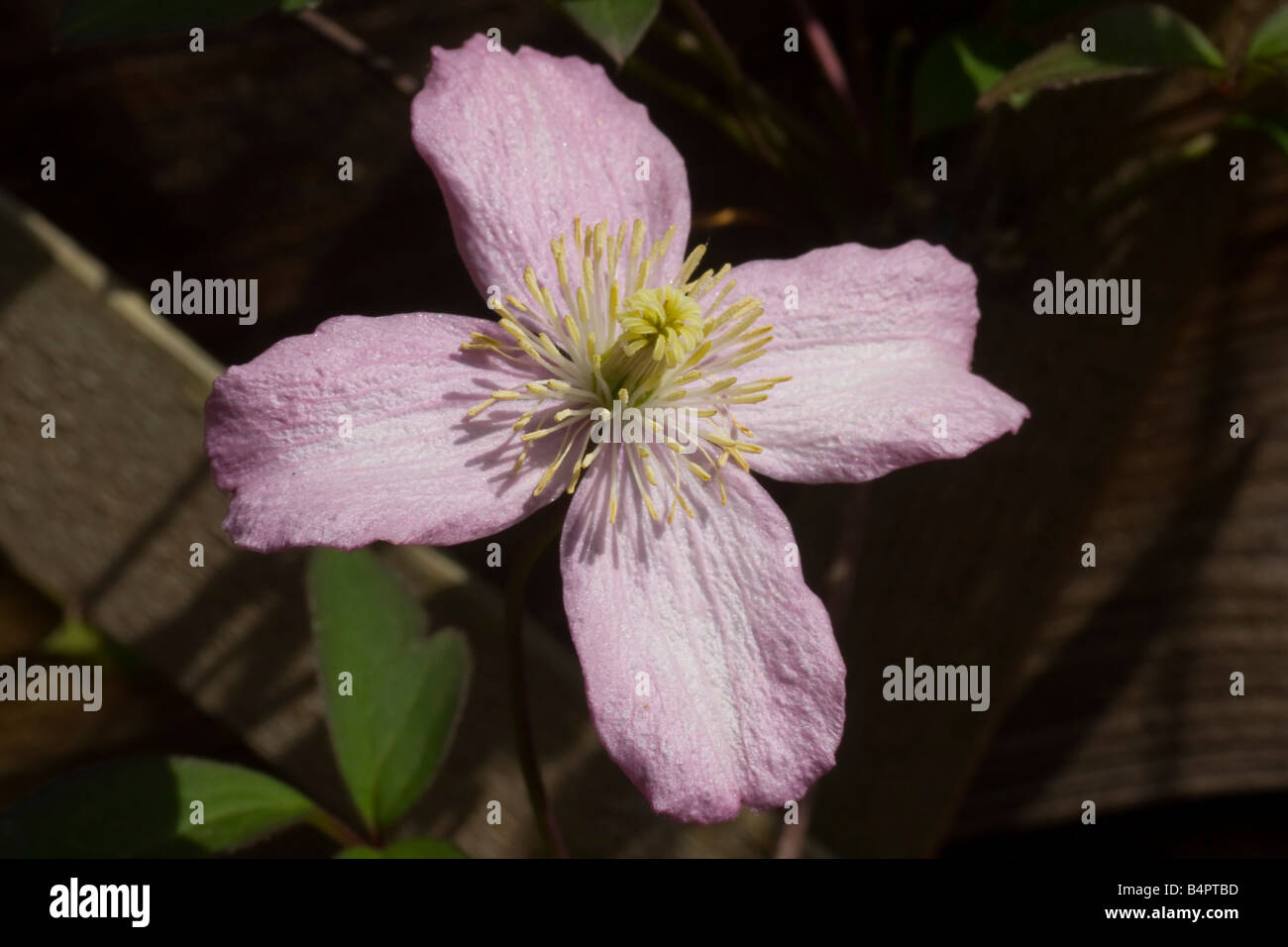 pink clematis flower Stock Photo - Alamy