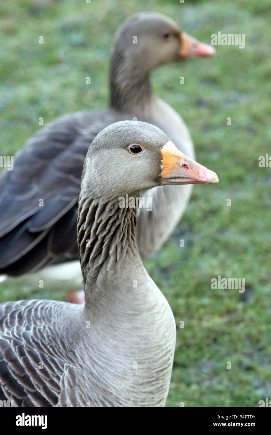 Geese at the Washington Wildfowl Trust Bird Stock Photo - Alamy