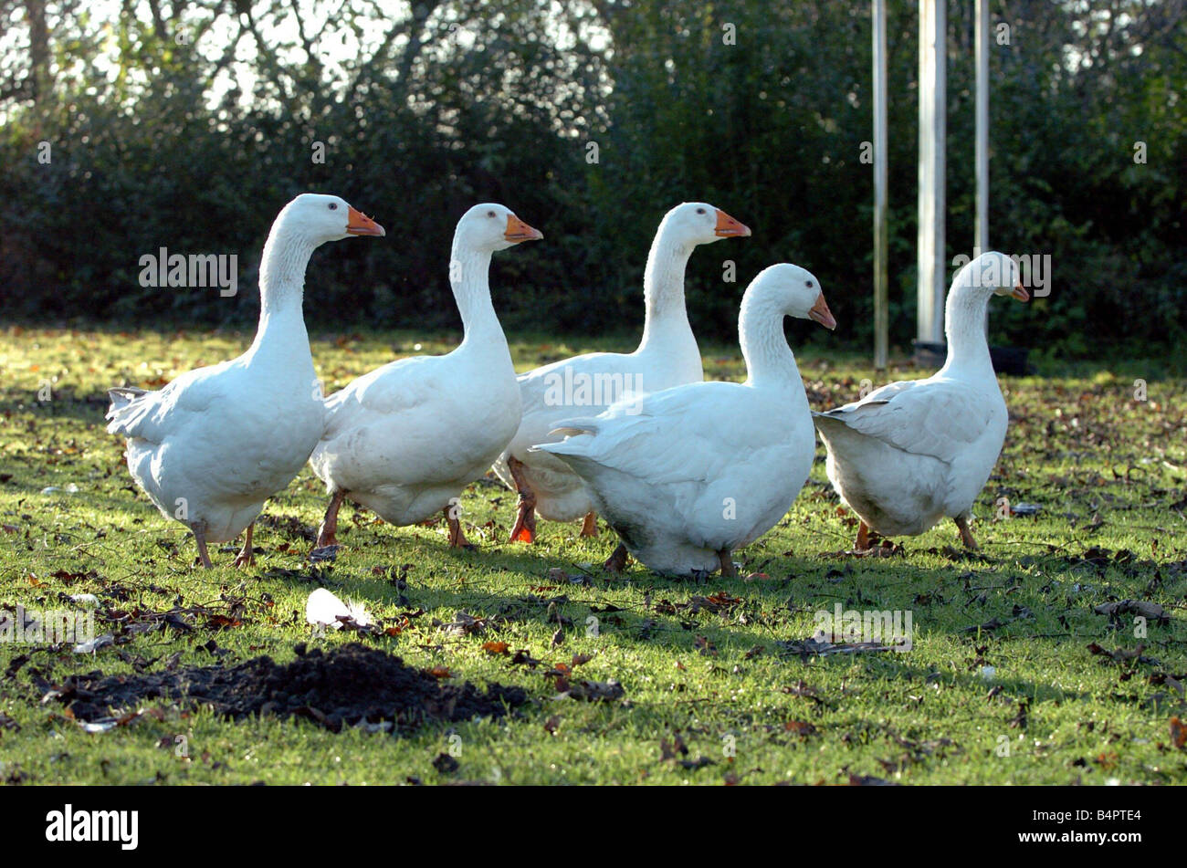 A gaggle of geese Bird Stock Photo - Alamy