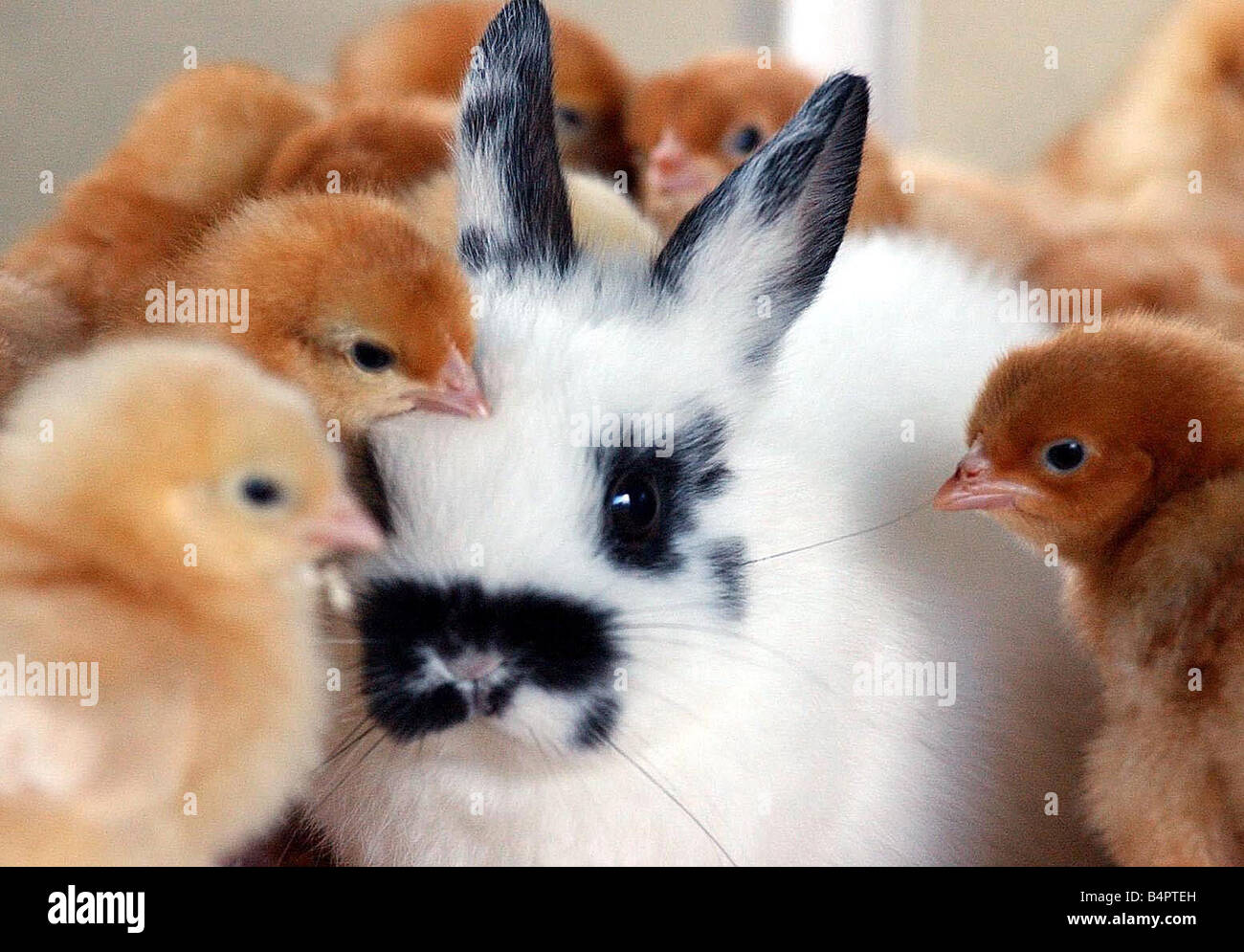 Picture of baby rabbit and easter chicks Bird Stock Photo - Alamy