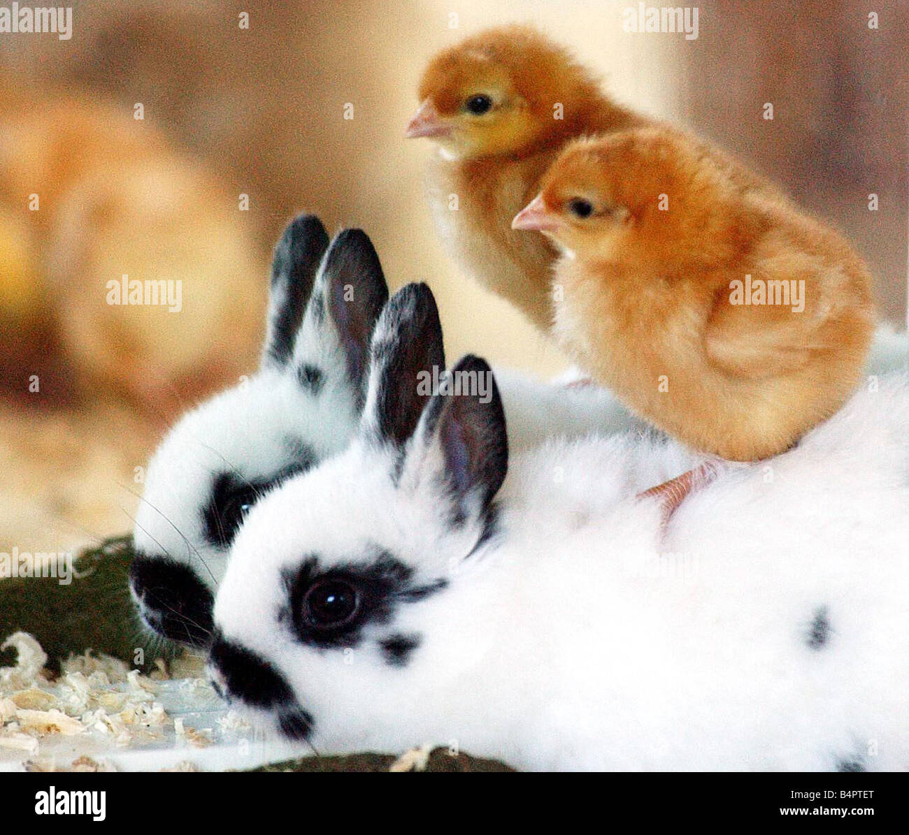 Rabbit with picture hi-res stock photography and images - Alamy