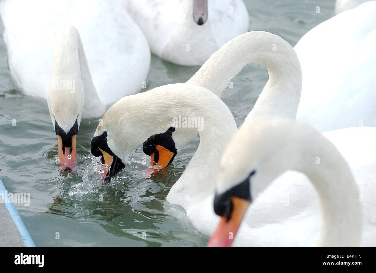 Swans in their temporary padding pool at South Shields Marine Park Lake ...