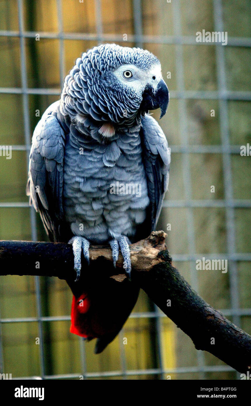 African grey parrot Bird Stock Photo - Alamy