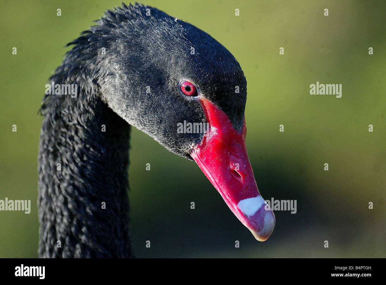 A swan at Washington Wildfowl Trust Bird Stock Photo - Alamy