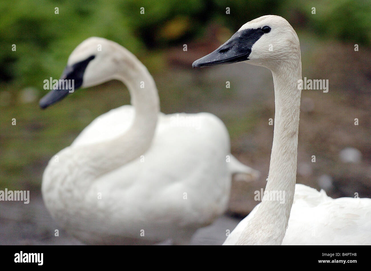 Trumpeter swans at the Wildfowl and Wetlands Ttrust in Washington Bird ...
