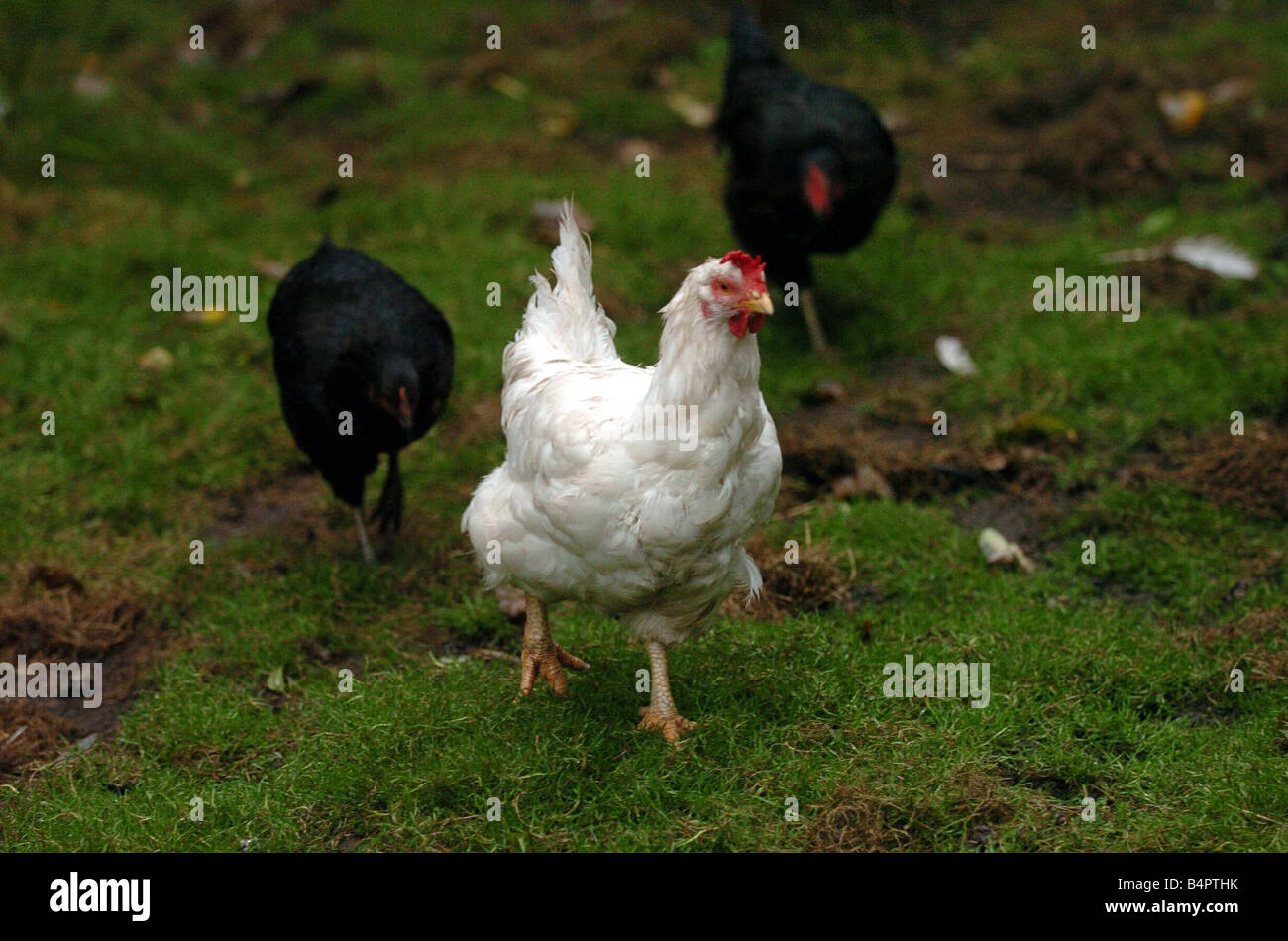 Chickens Hens Bird Stock Photo - Alamy