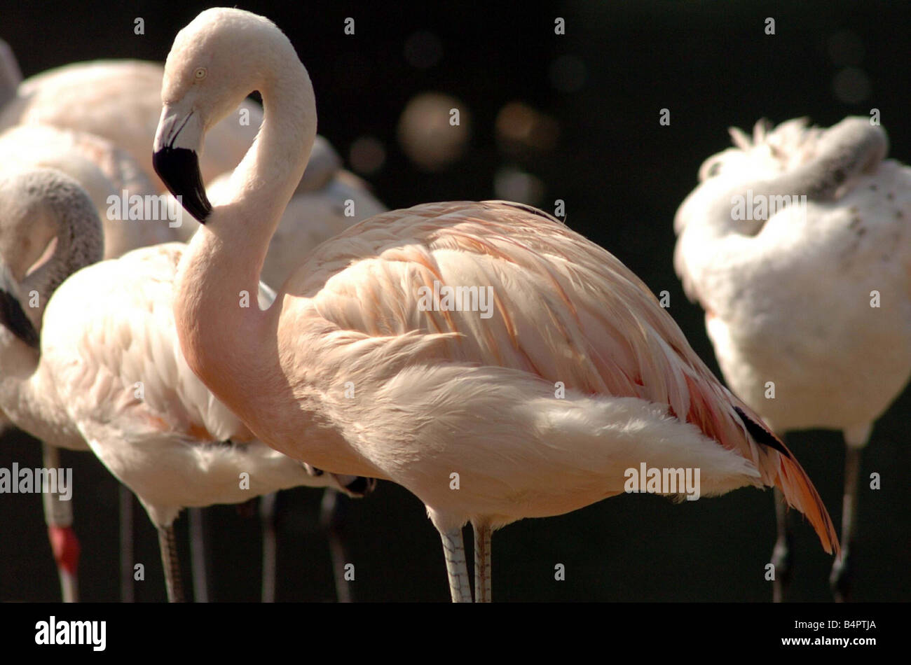 Washington wildfowl and wetlands trust hi-res stock photography and ...