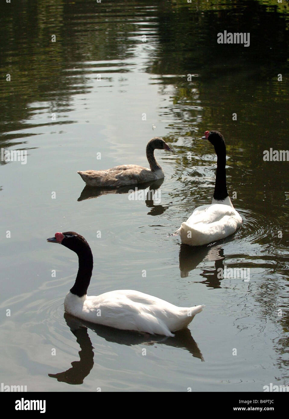 Washington wildfowl and wetlands trust hi-res stock photography and ...