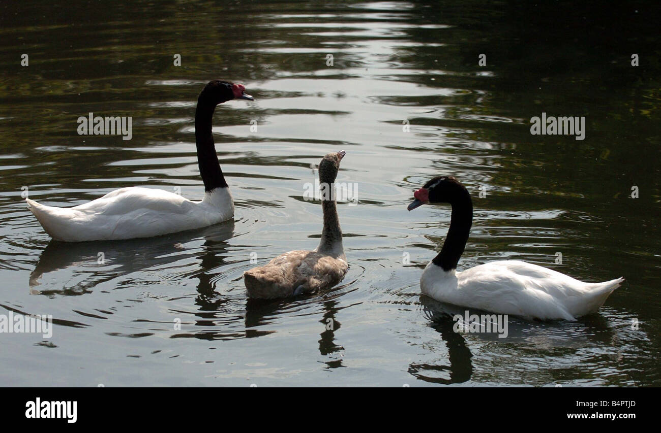 Washington wildfowl and wetlands trust hi-res stock photography and ...