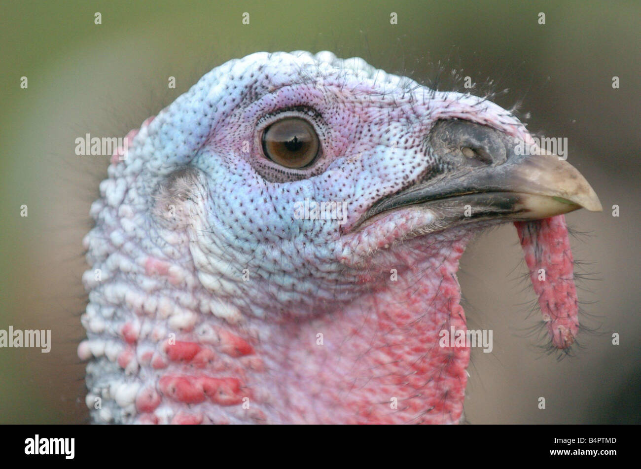 Turkeys Bird 25 11 04 Stock Photo - Alamy