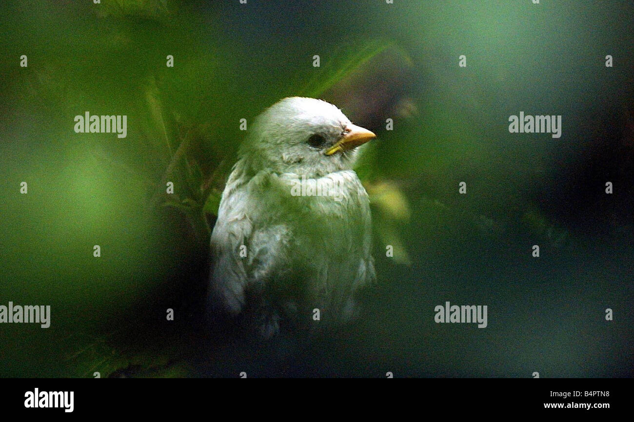 A white albino sparrow pictured in Ponteland 06 06 05 Bird Stock Photo ...