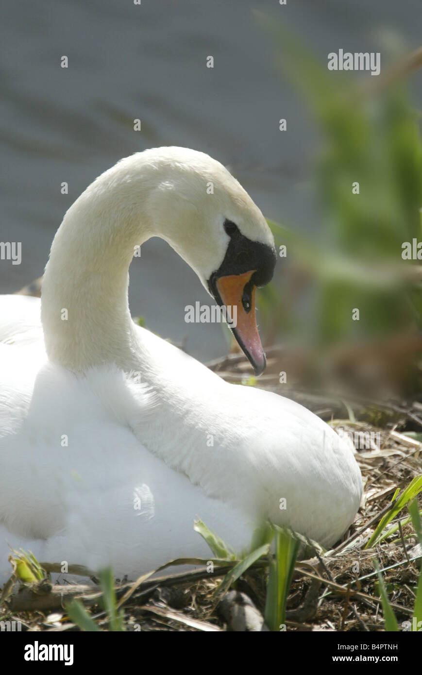Swan circa hi-res stock photography and images - Alamy