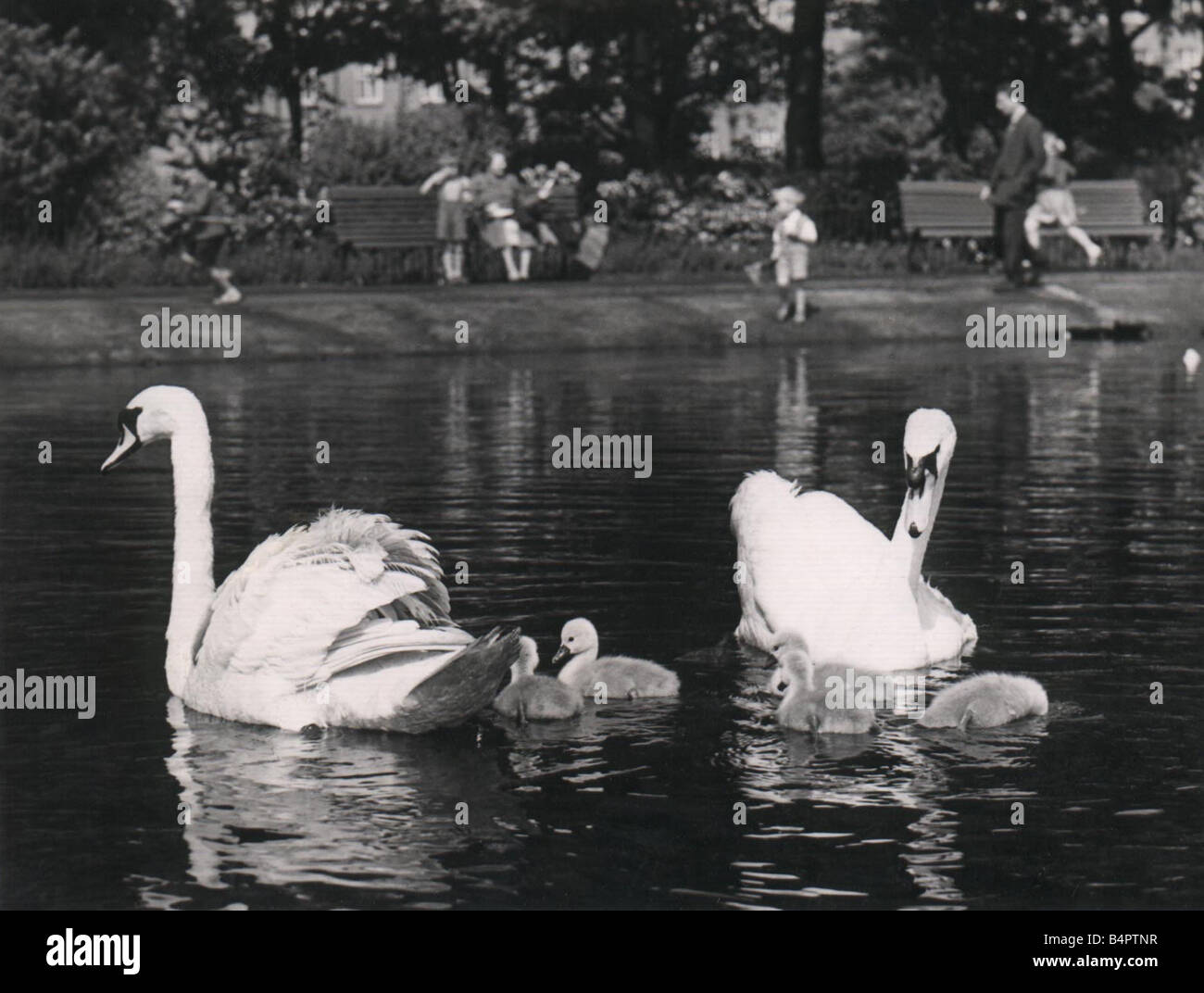 Swans at Leazes Park Newcastle in 1953 Bird Stock Photo - Alamy