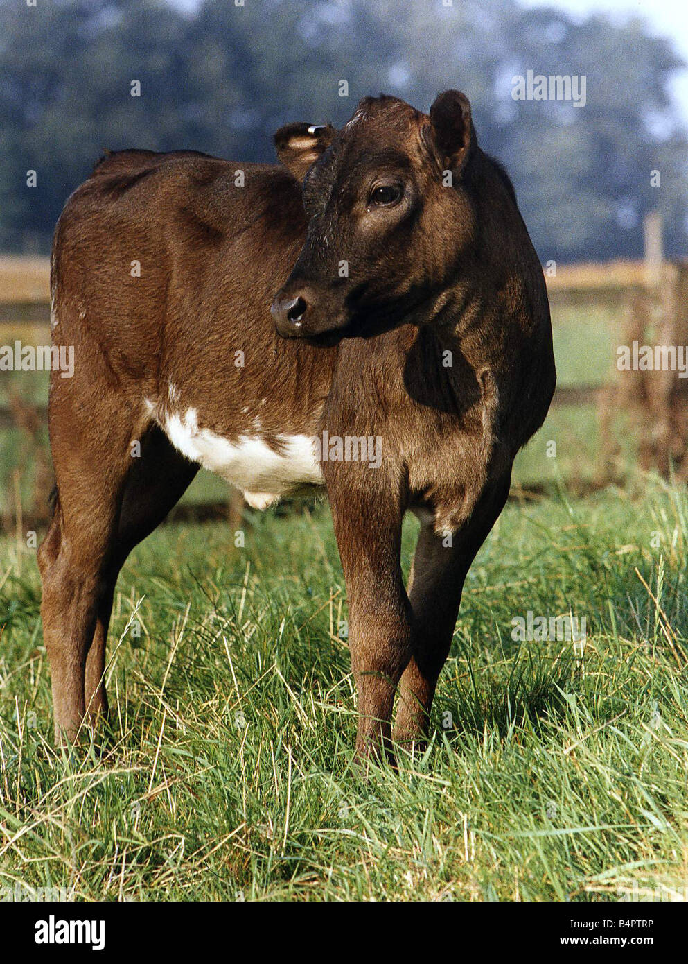 Cow in a field circa 1995 Stock Photo - Alamy