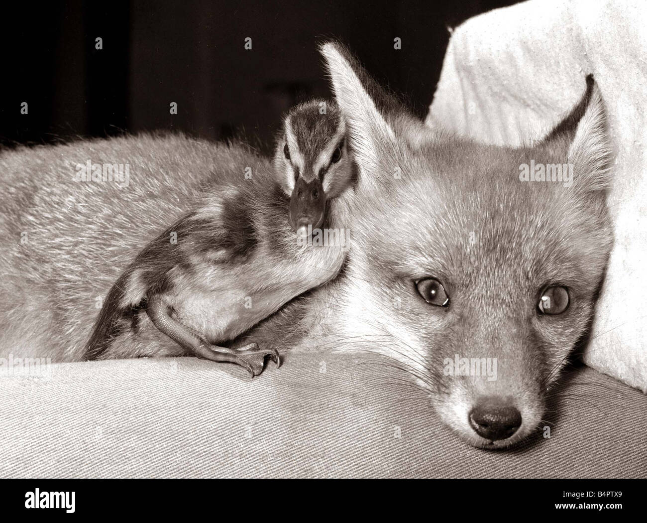 Baby fox and one week old duckling both orphans being cared fot at an ...