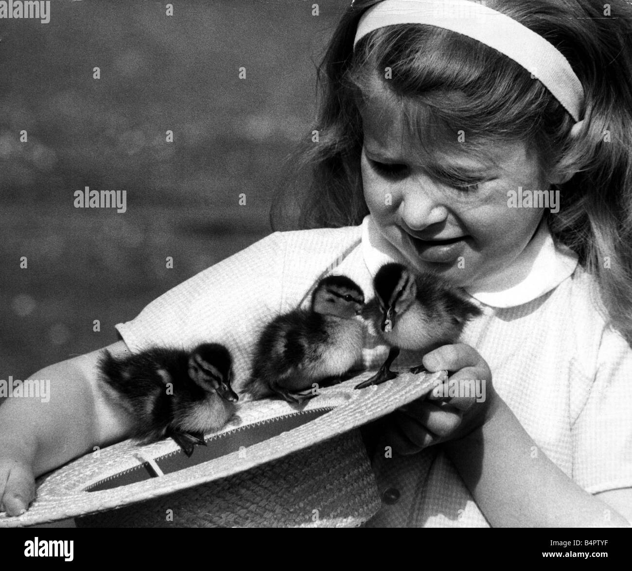 Four year old girl kim Tibbles holding a straw hat with three tiny ...