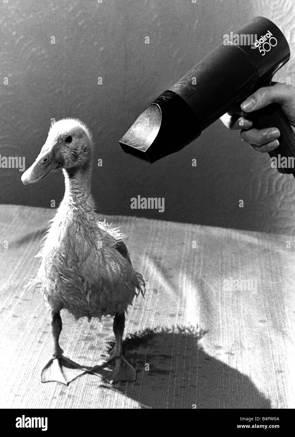 Squeak the duck gets a blow dry with a hairdryer after being given a ...