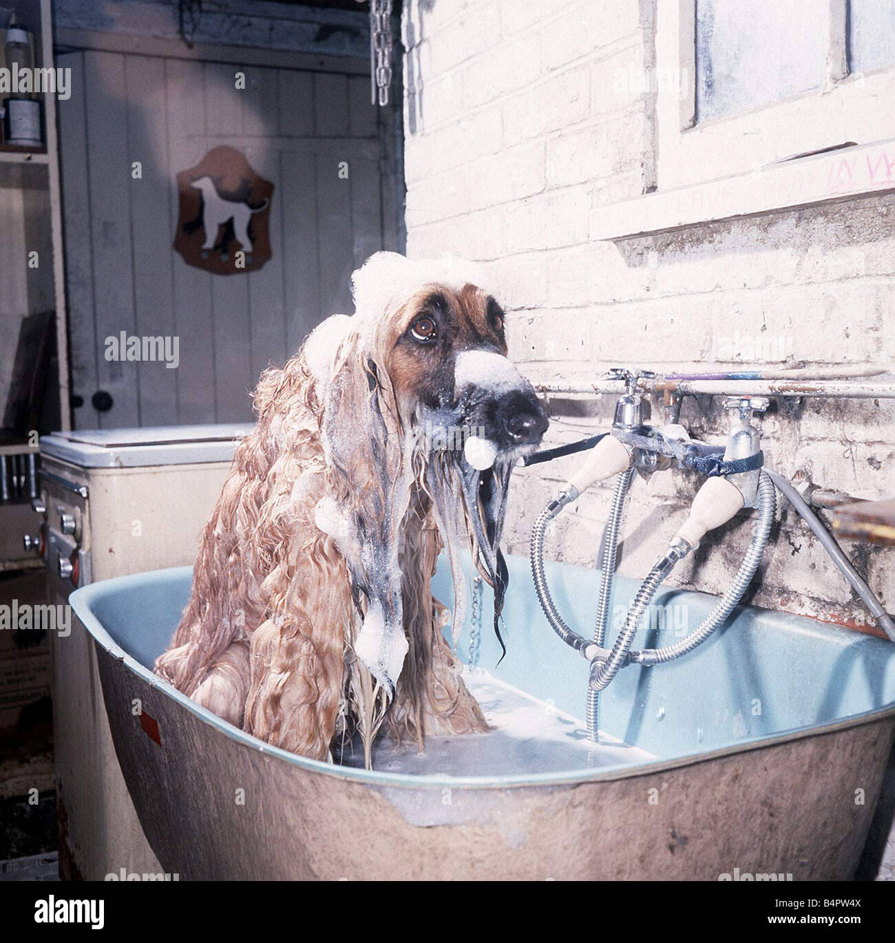 Washing animals hi-res stock photography and images - Alamy