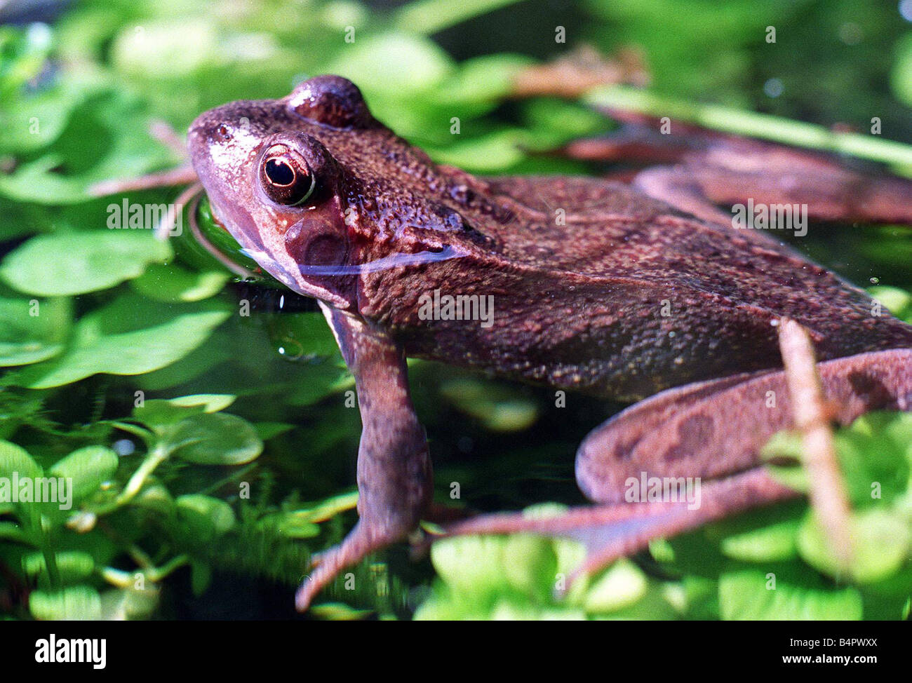 Frog in water June 1997 Stock Photo - Alamy