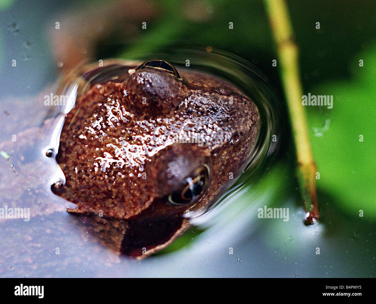 Frogs head in water June 1997 Stock Photo - Alamy