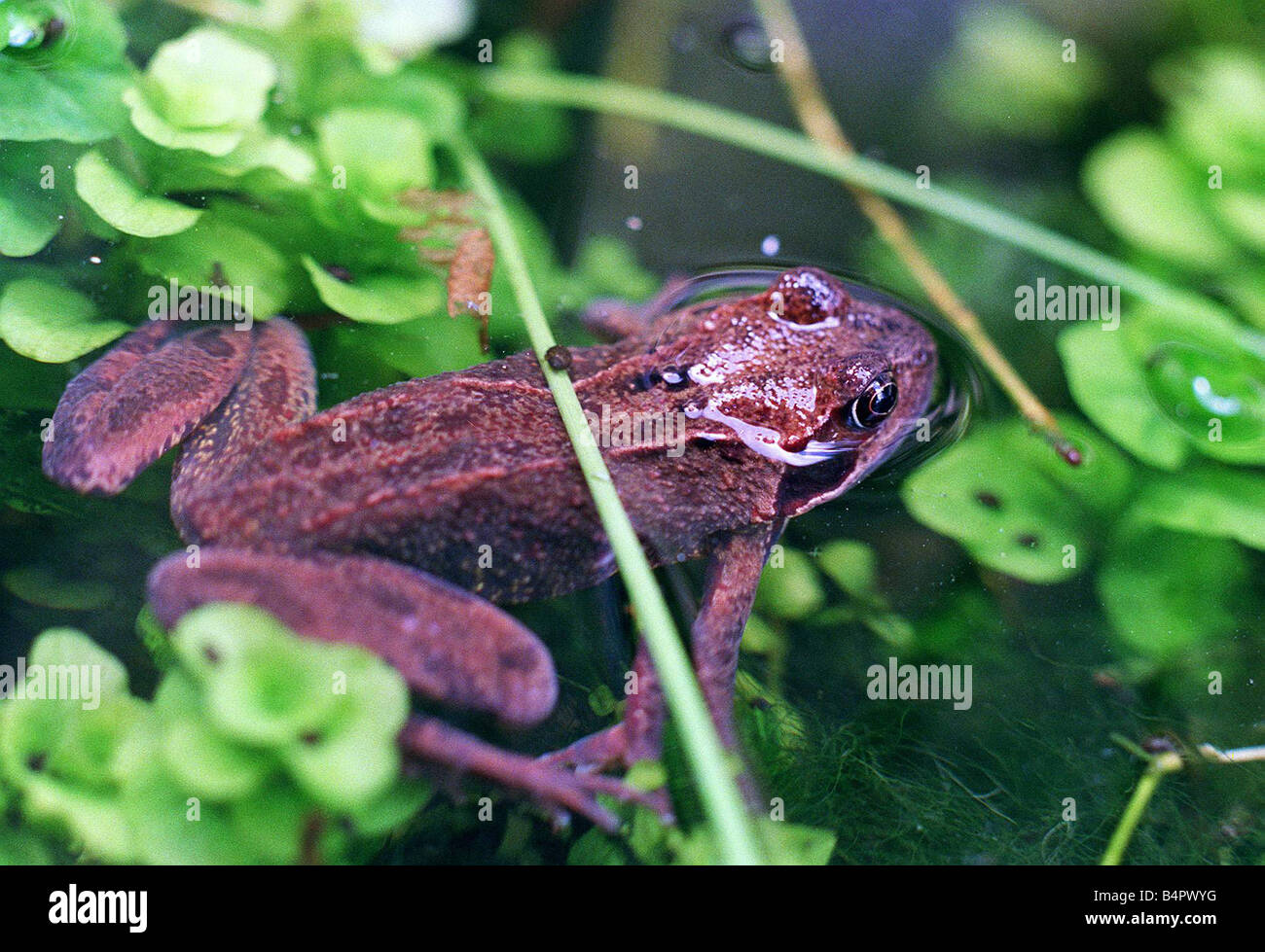 Frog in water June 1997 Stock Photo - Alamy