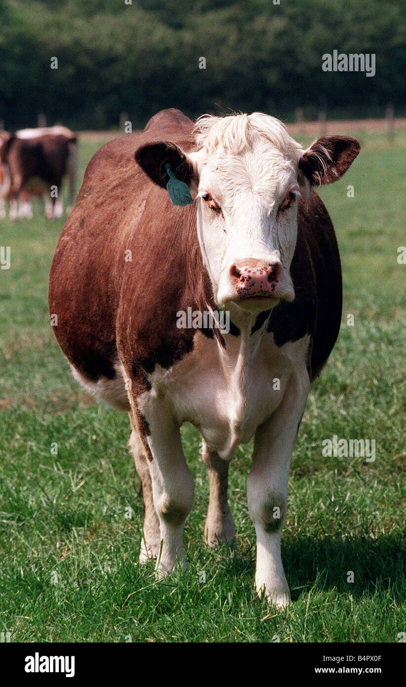 Cow in a field June 1997 Stock Photo - Alamy