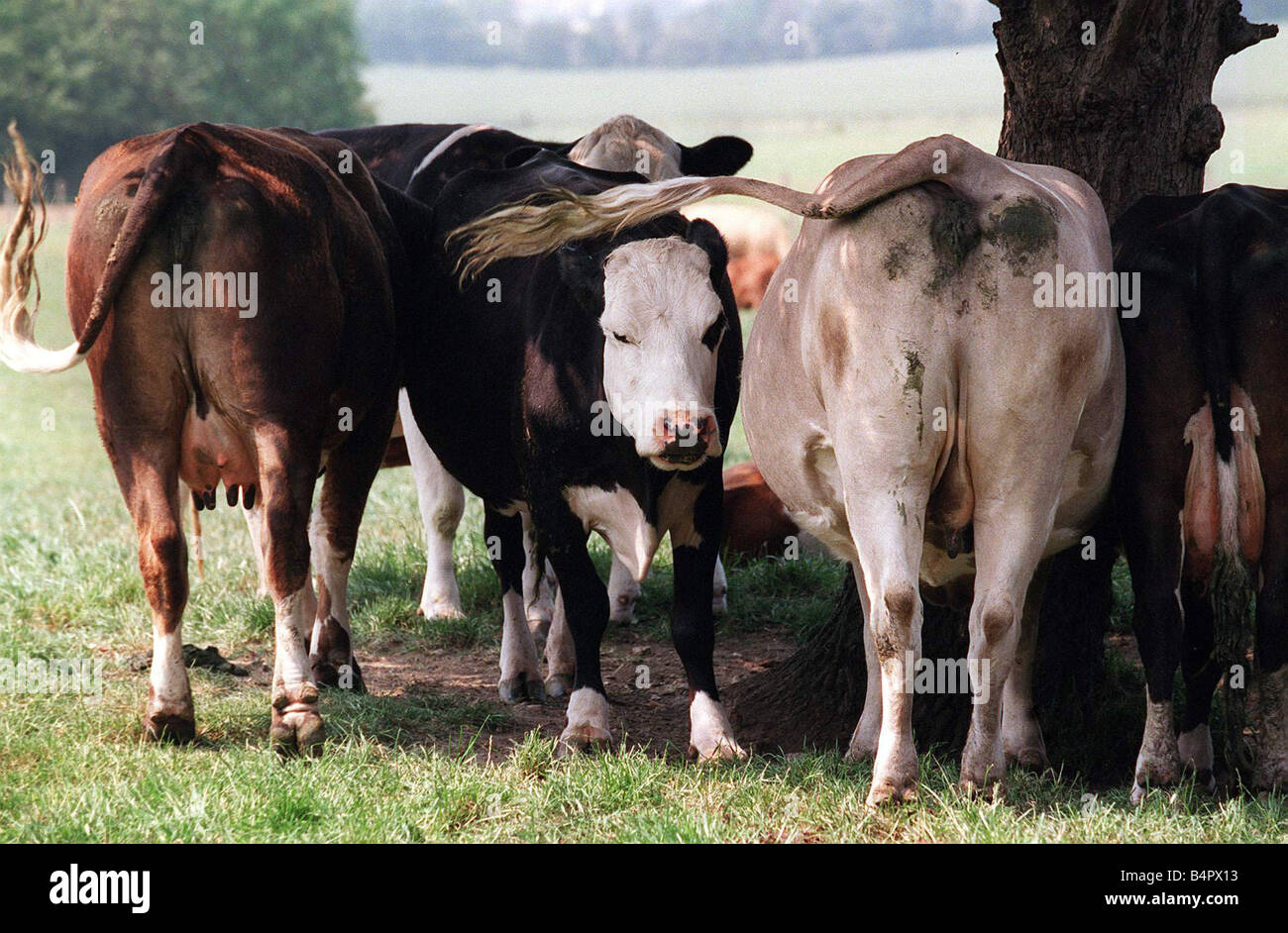Cows under tree hi-res stock photography and images - Alamy