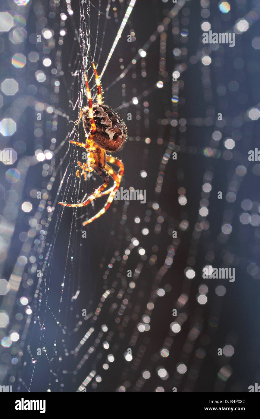 Araneus spider, European garden spider in the web covered in dew Stock ...