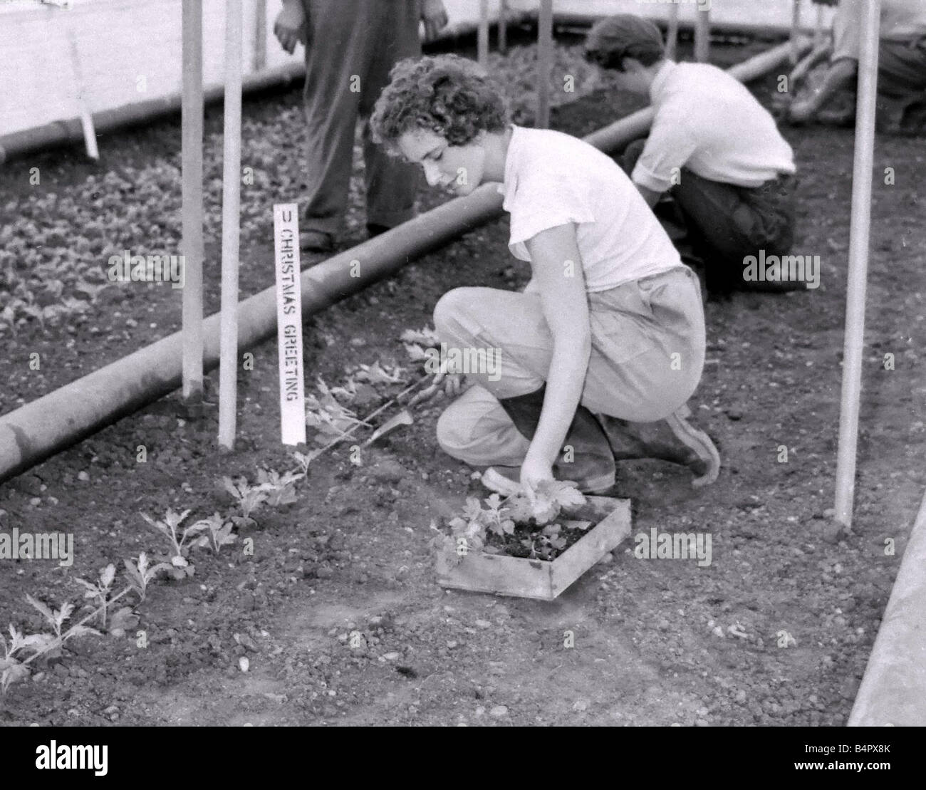 Mary Atkinson and Judith Dow planting Chrysanthemums in Luddington 1957 ...