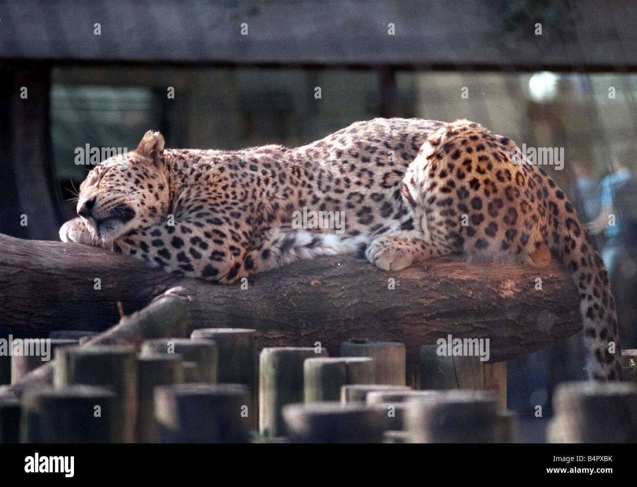 Leopard sleeping on a log March 1990 Stock Photo - Alamy