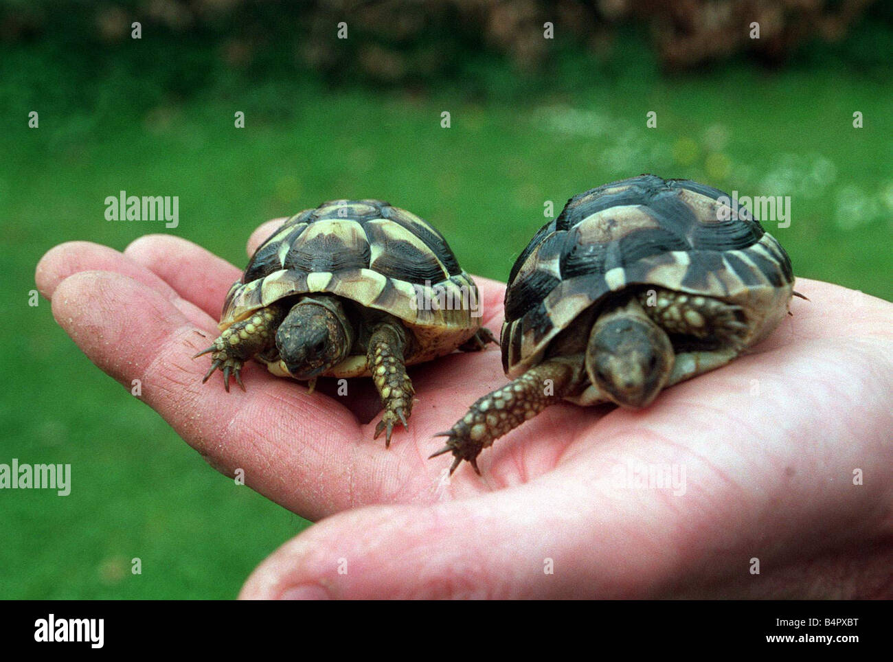 Tortoise in hand hi-res stock photography and images - Alamy
